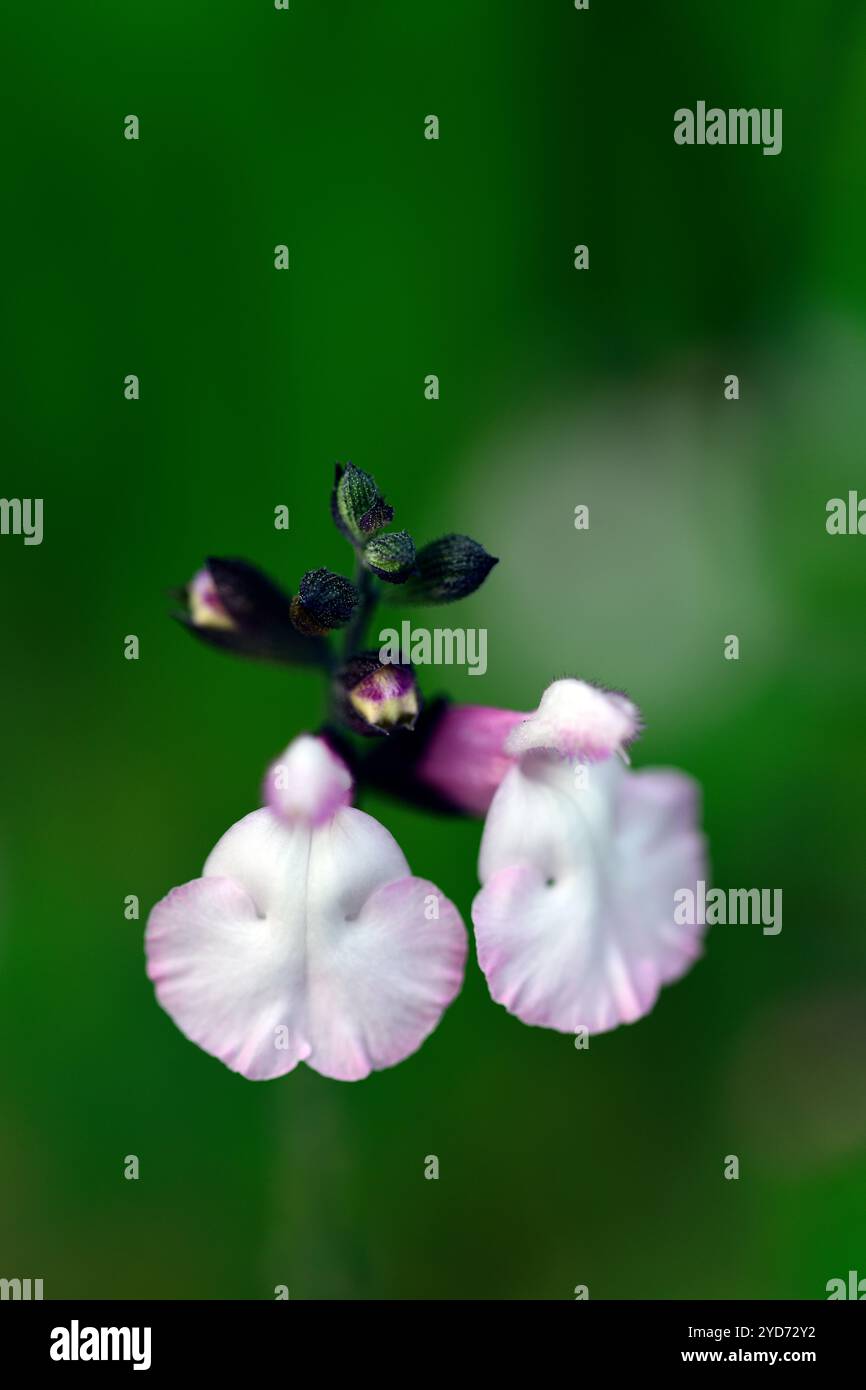Salvia microphylla Anduus,pink and white flowers,pink white flower ...
