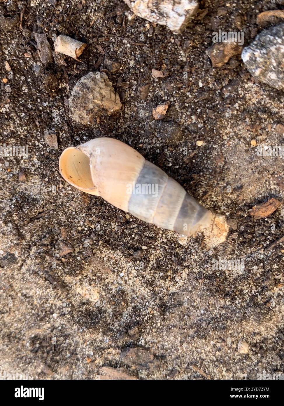 Rumina decollata hi-res stock photography and images - Alamy