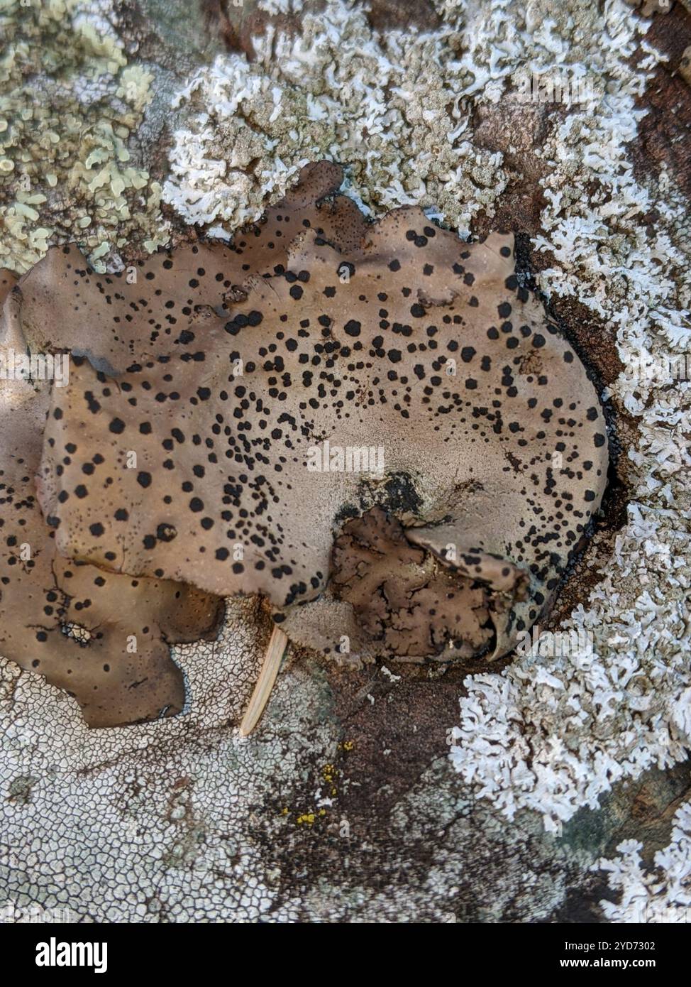 Emery Rocktripe Lichen (Umbilicaria phaea Stock Photo - Alamy