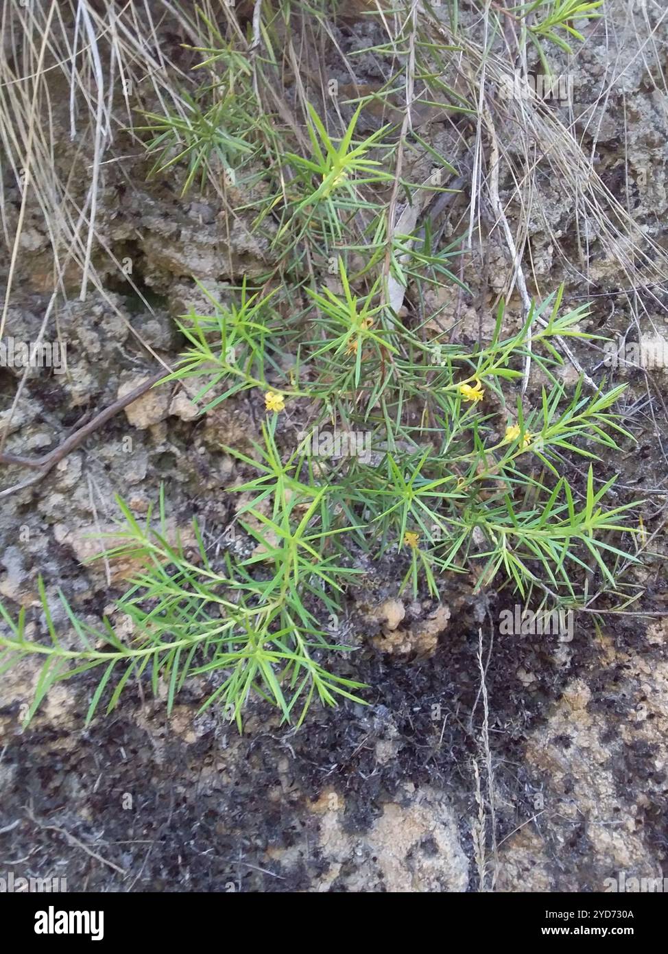Prickly Geebung (Persoonia juniperina Stock Photo - Alamy