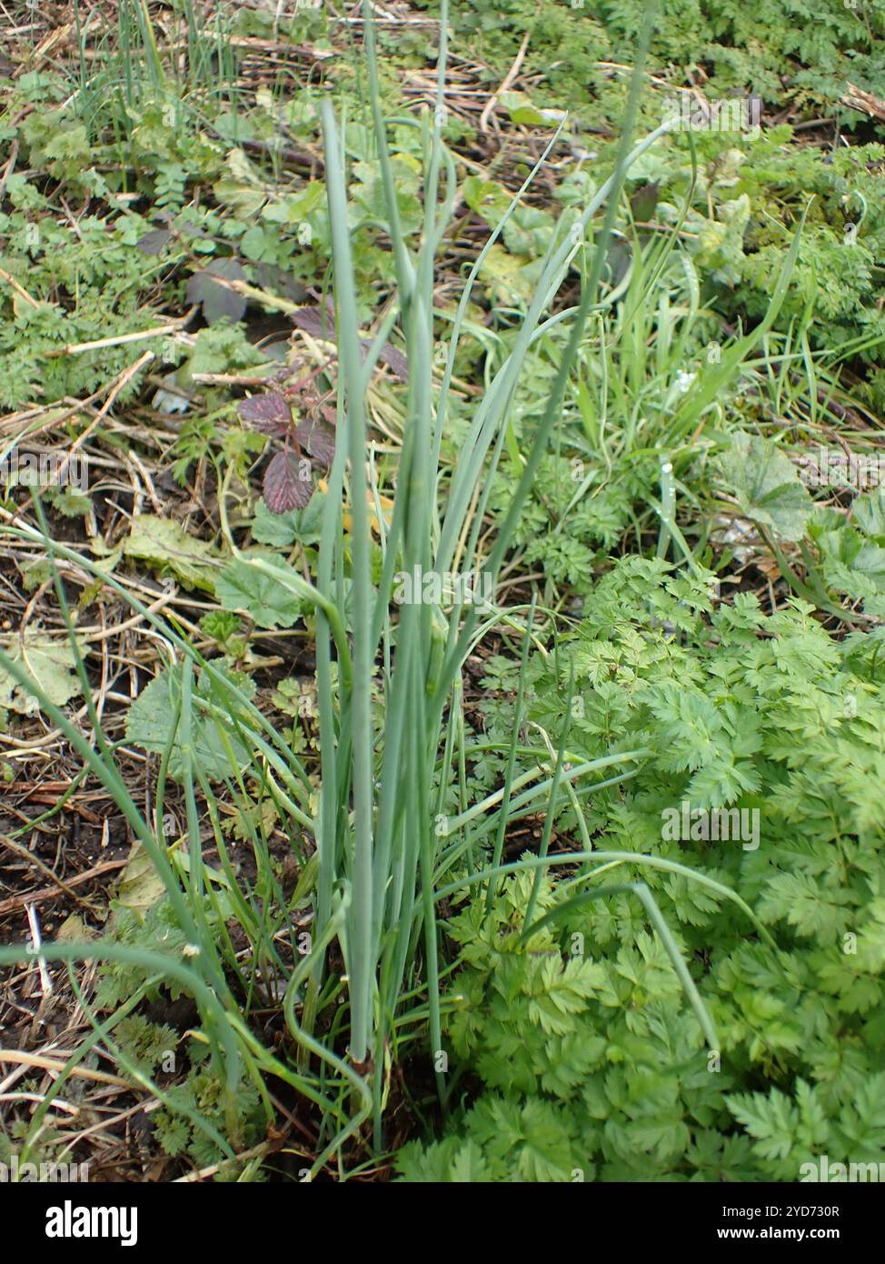 wild garlic (Allium vineale Stock Photo - Alamy
