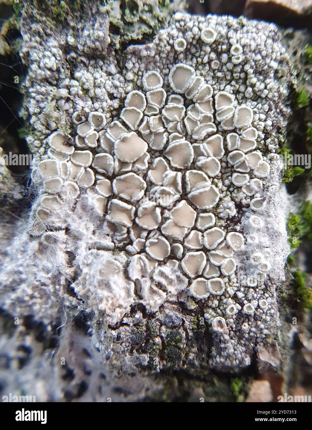 rim lichens, disc lichens, and allies (Lecanoraceae Stock Photo - Alamy