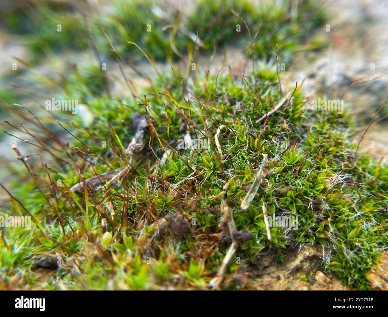 Wall Screw-moss (Tortula muralis Stock Photo - Alamy