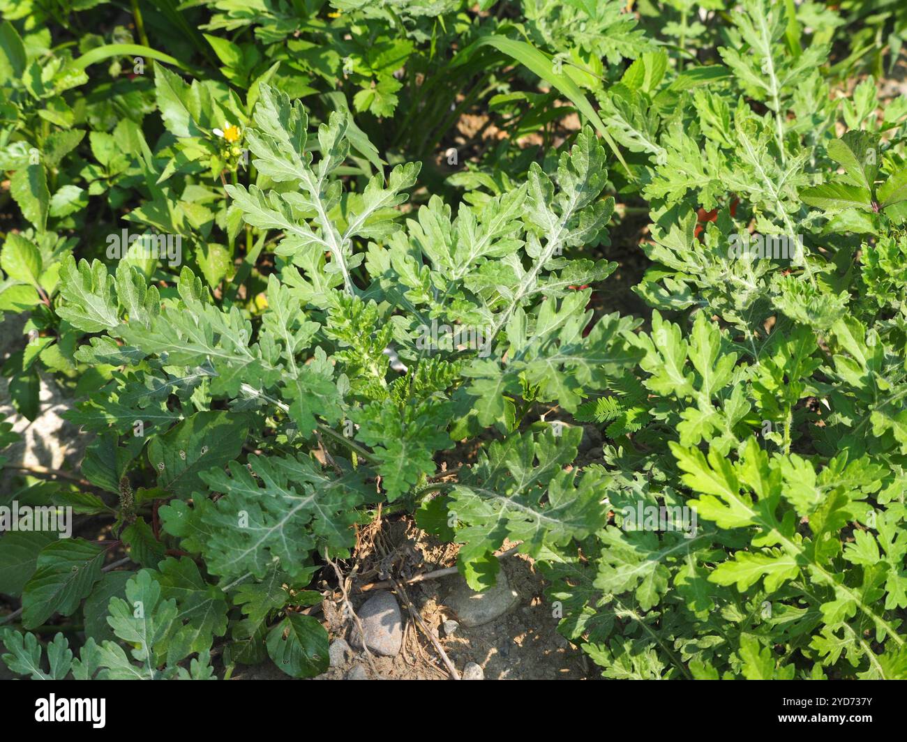 Santa Maria feverfew (Parthenium hysterophorus Stock Photo - Alamy