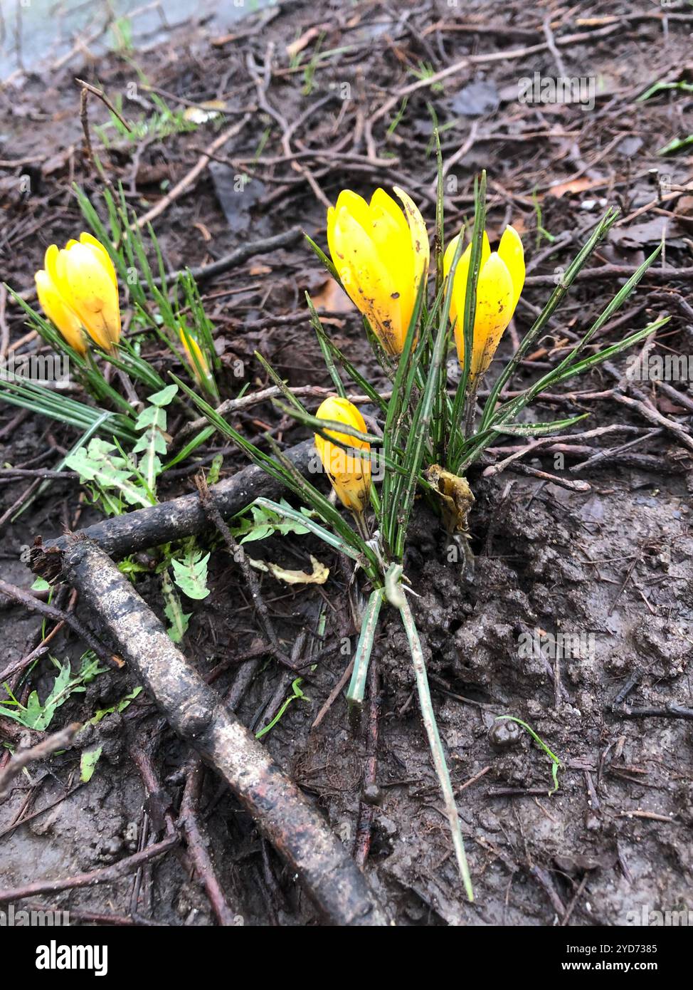 Dutch Yellow Crocus (Crocus × stellaris Stock Photo - Alamy