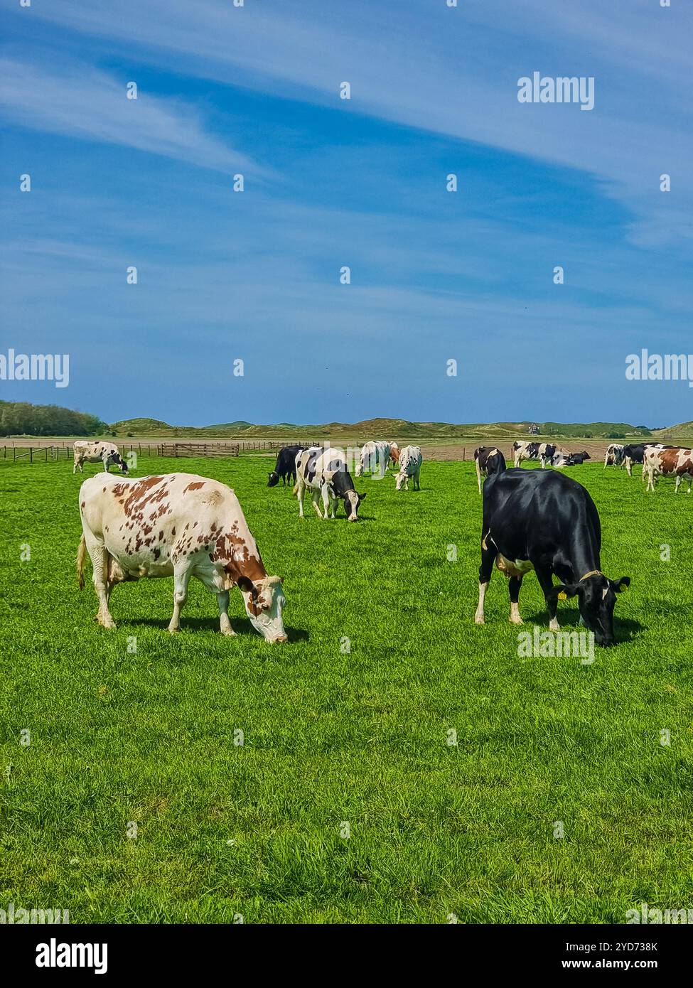 Cattle graze peacefully on lush hi-res stock photography and images - Alamy