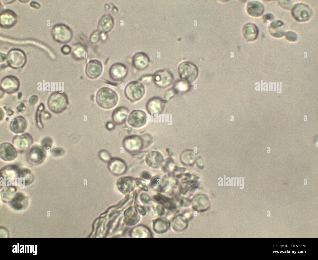 Basidiomycete Fungi (Basidiomycota Stock Photo - Alamy