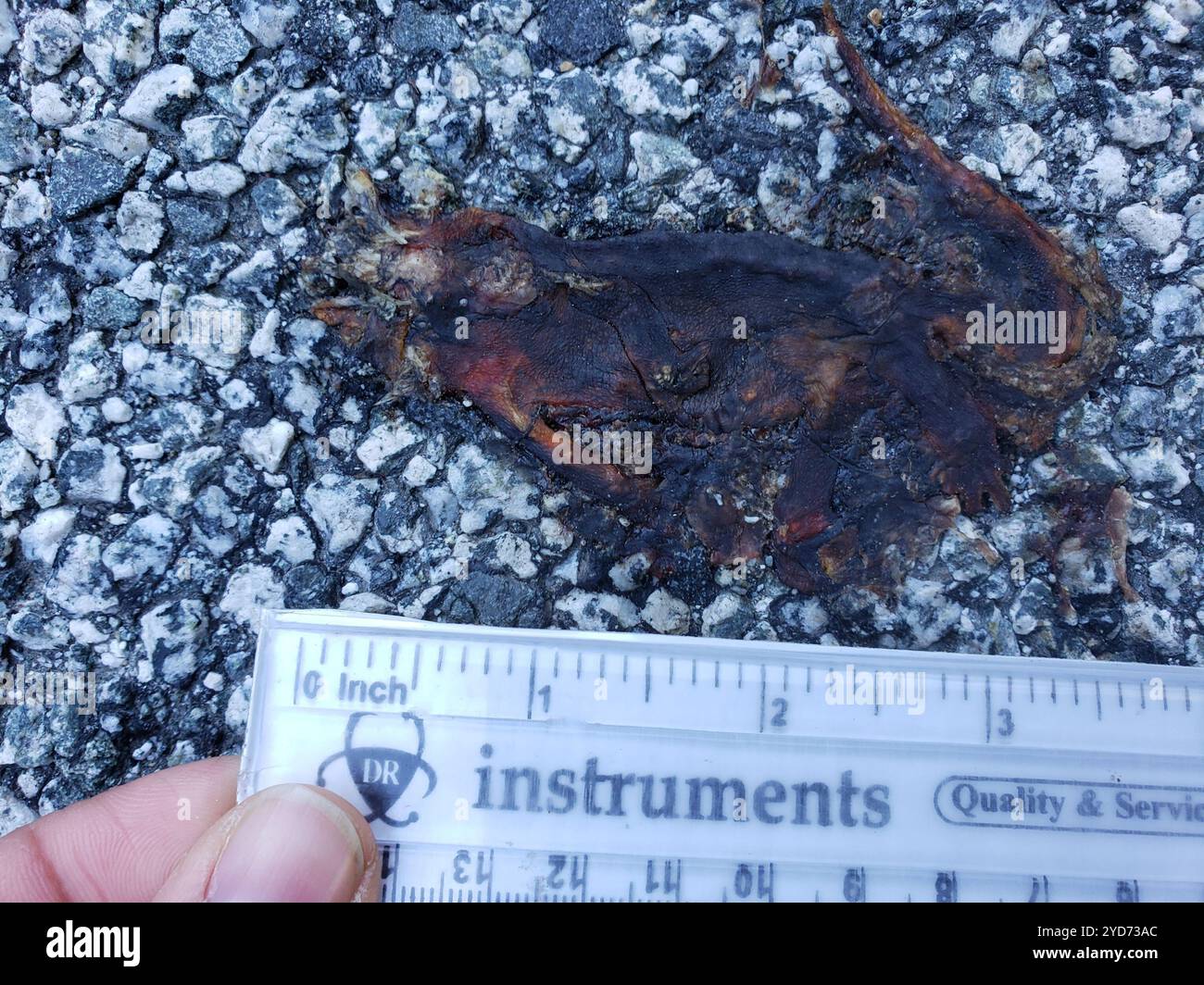 Pacific Newts (Taricha Stock Photo - Alamy