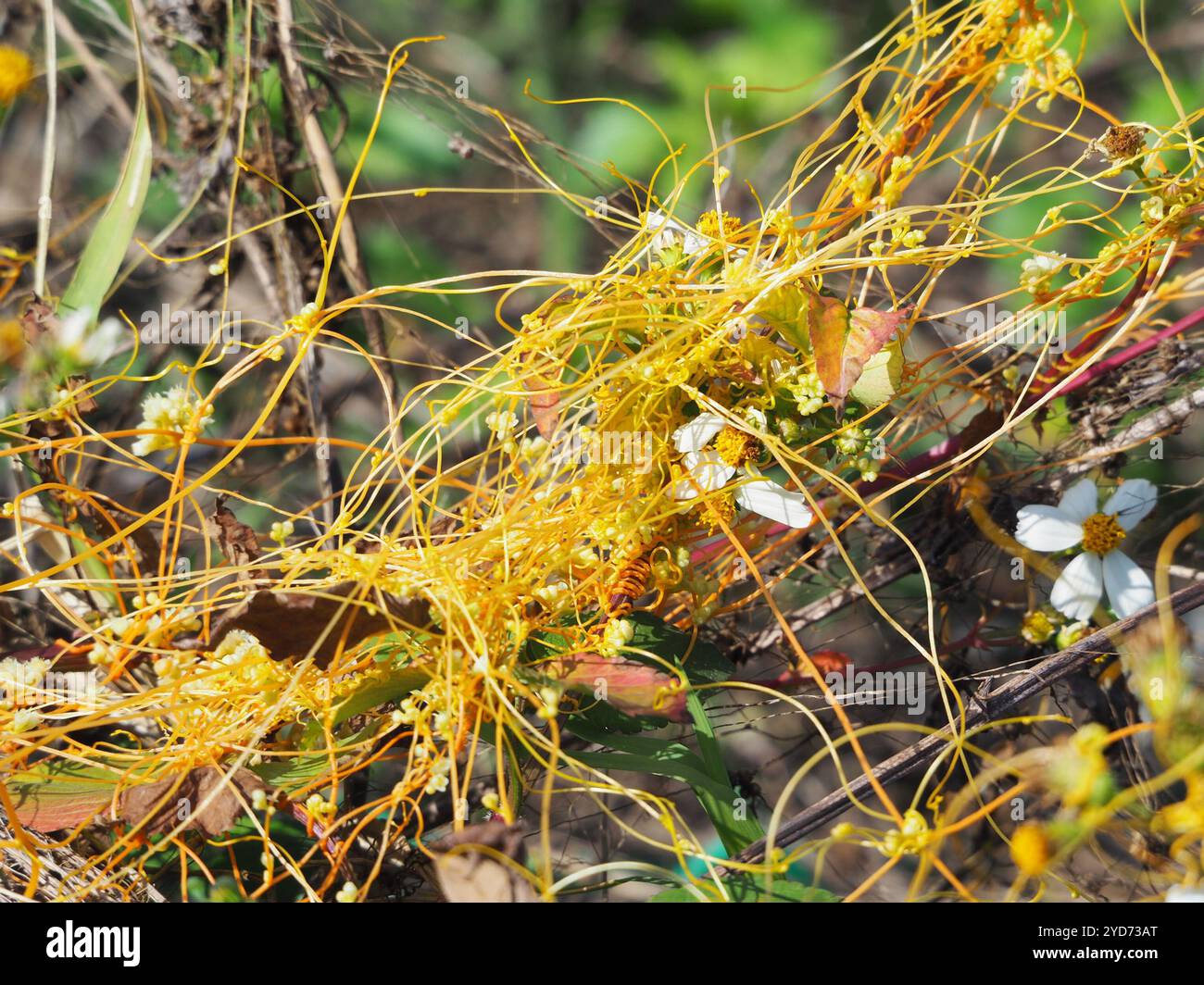 Field Dodder (Cuscuta campestris Stock Photo - Alamy
