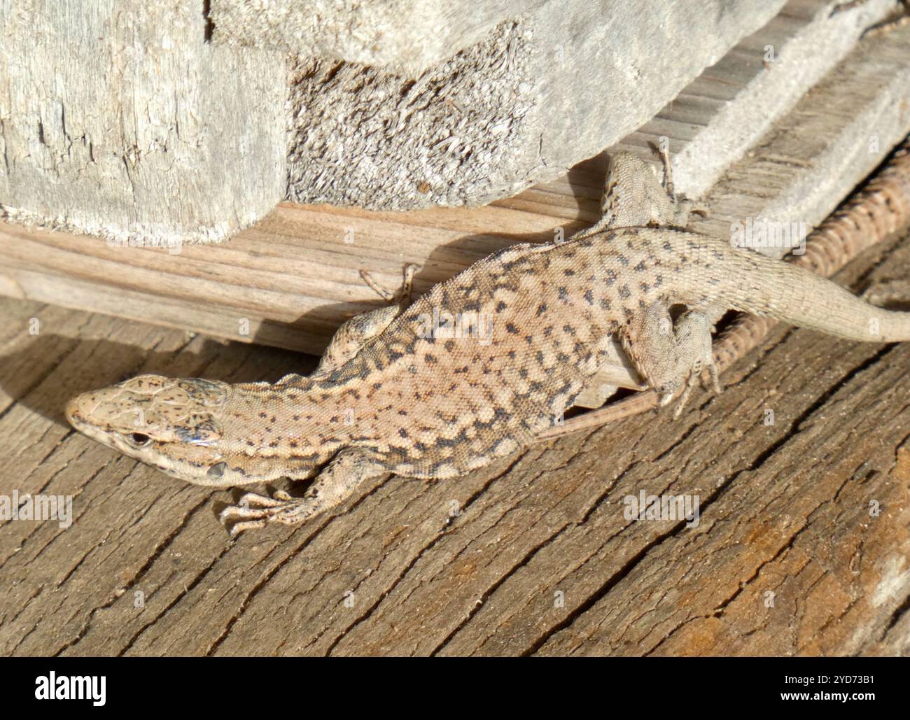 Common Wall Lizard (Podarcis muralis Stock Photo - Alamy