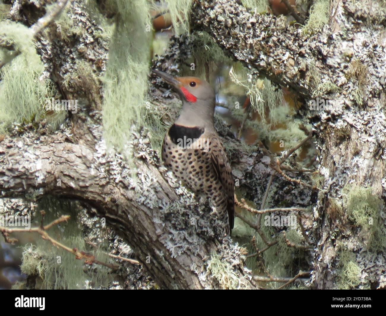 Northern Flicker (Colaptes auratus Stock Photo - Alamy