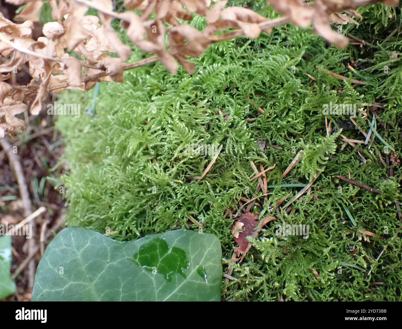 Oregon Beaked Moss (Kindbergia oregana Stock Photo - Alamy