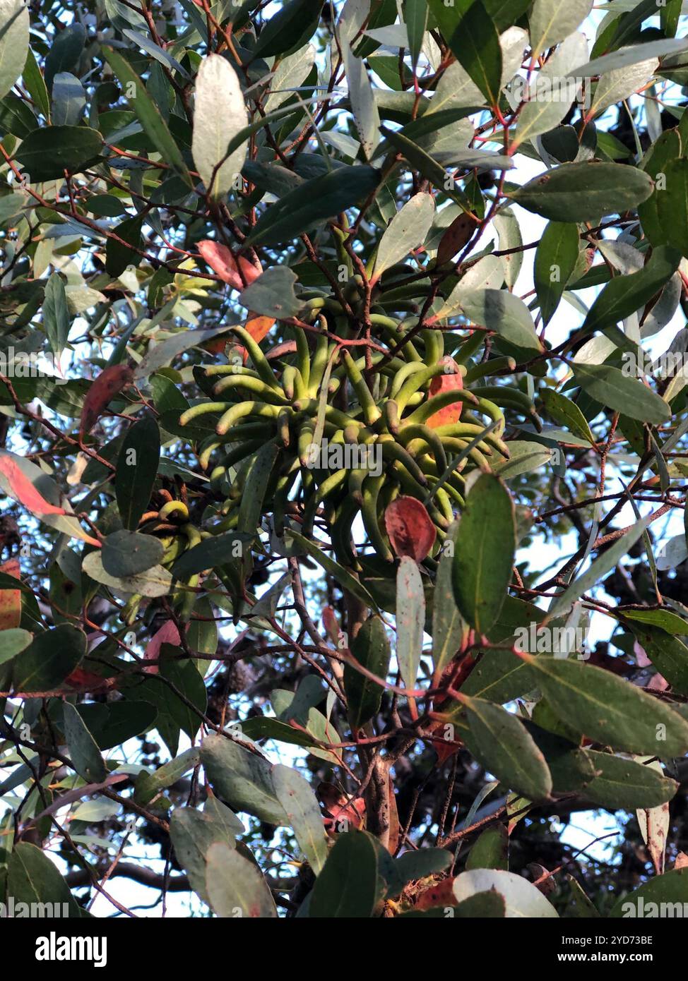 spider gum (Eucalyptus conferruminata Stock Photo - Alamy