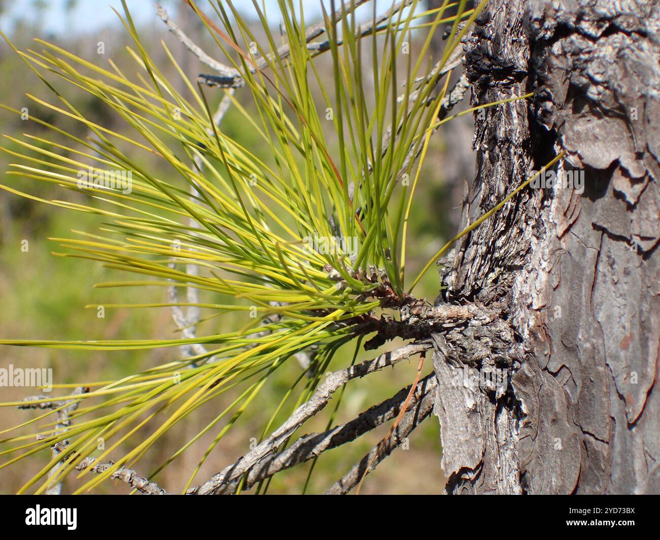 pond pine (Pinus serotina Stock Photo - Alamy