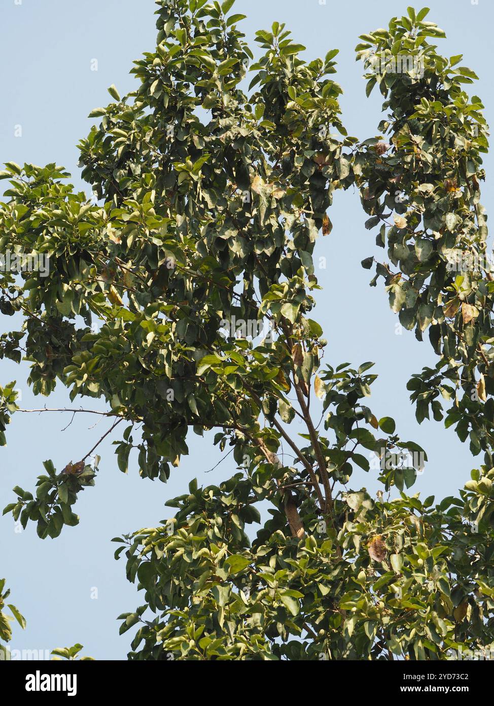 Clammy Cherry (Cordia dichotoma Stock Photo - Alamy