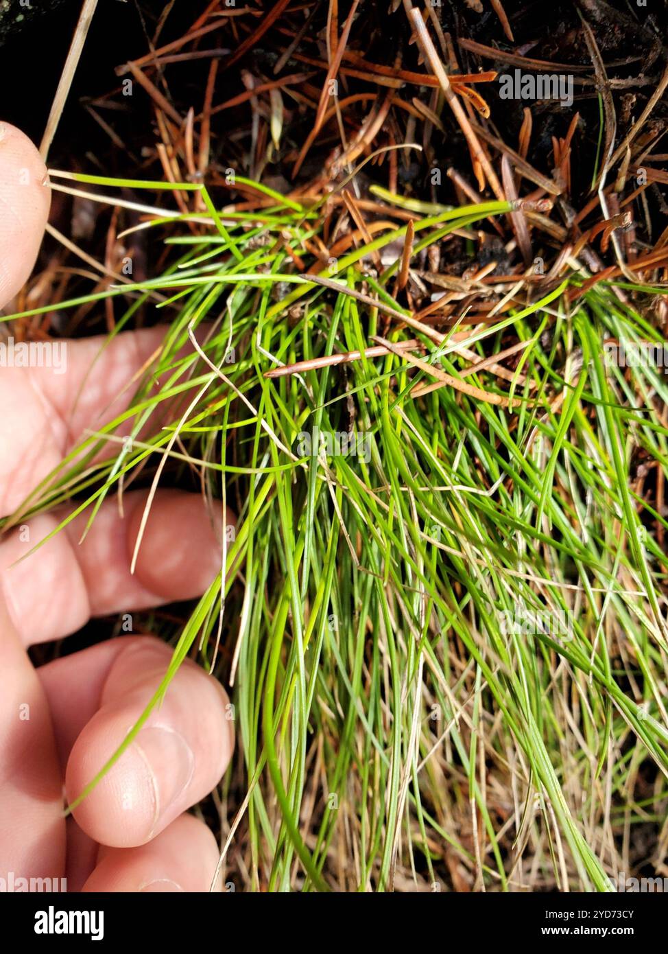 Nuttall's quillwort (Isoetes nuttallii Stock Photo - Alamy