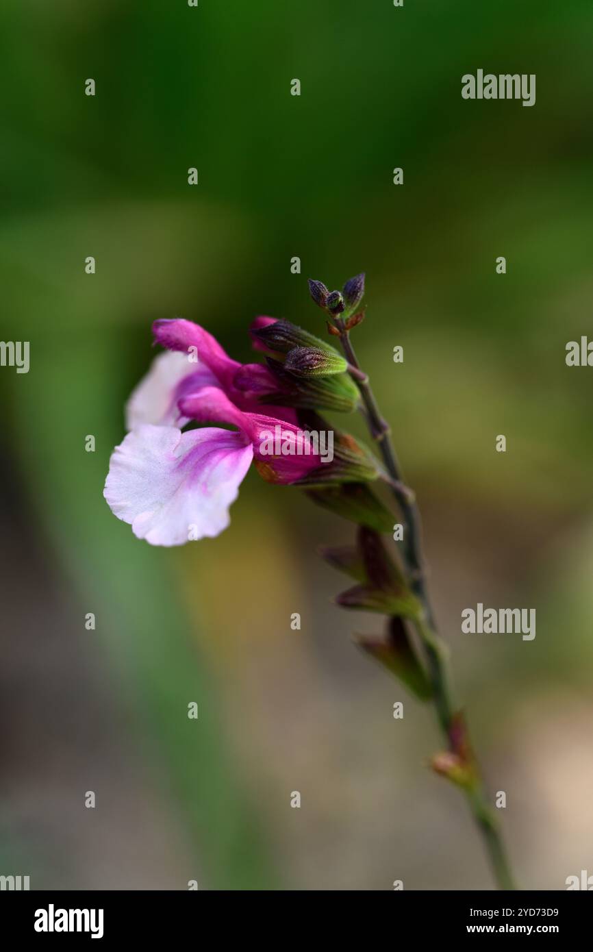 Salvia microphylla delice gold and wine hi-res stock photography and ...