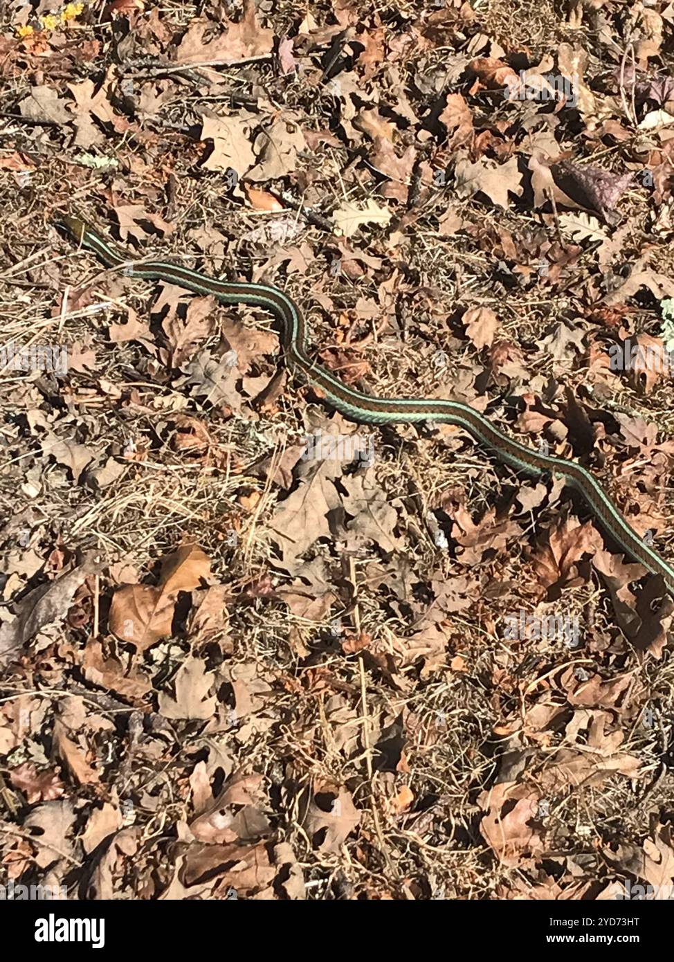 California Red-sided Garter Snake (Thamnophis sirtalis infernalis Stock ...