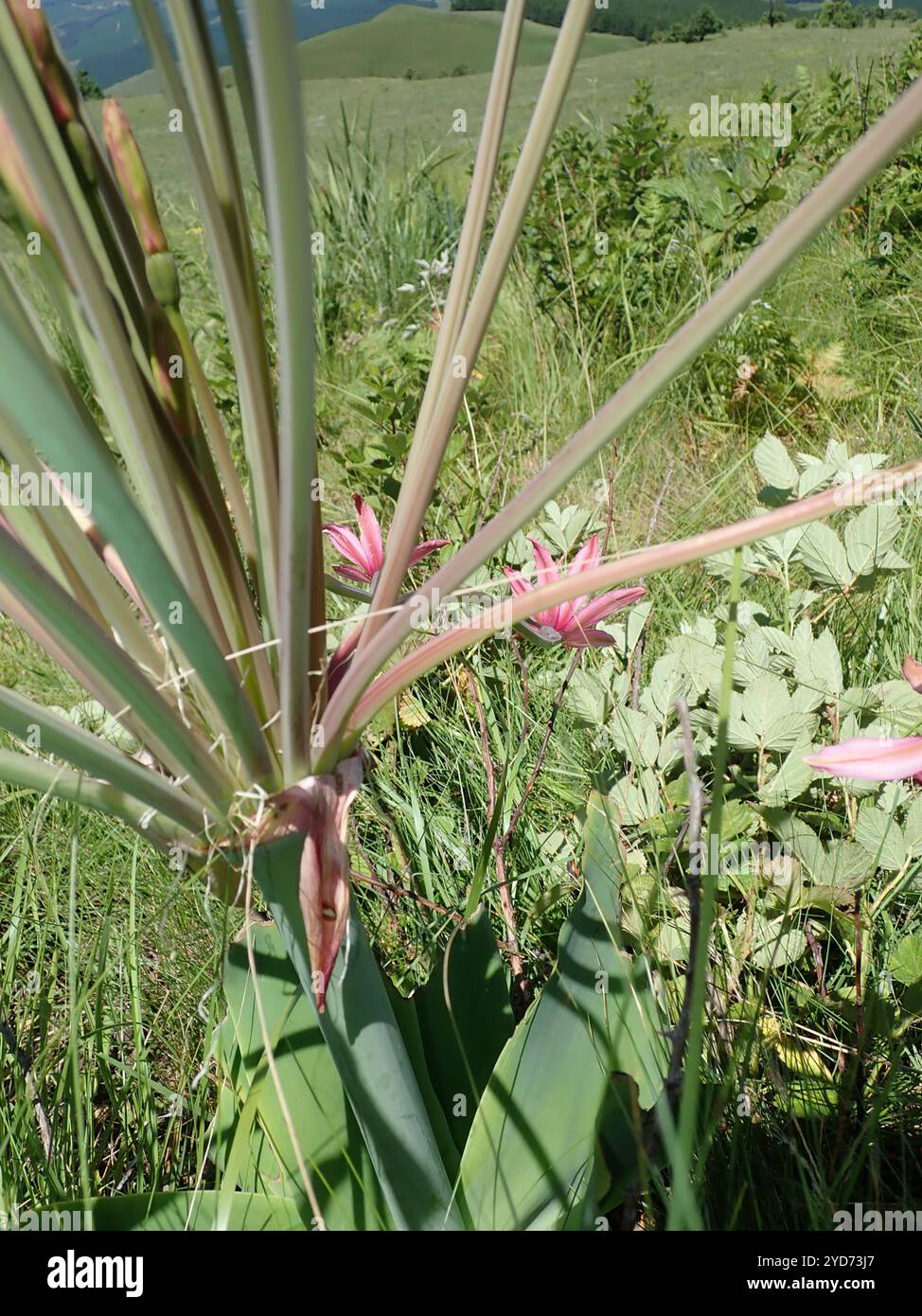 Giant Candelabra (Brunsvigia grandiflora Stock Photo - Alamy