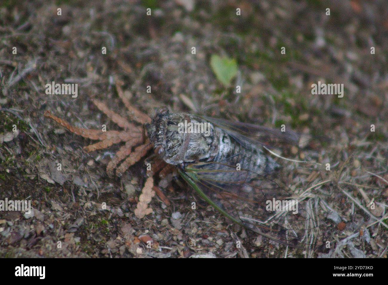 Northern Dog-day Cicada (Neotibicen canicularis Stock Photo - Alamy