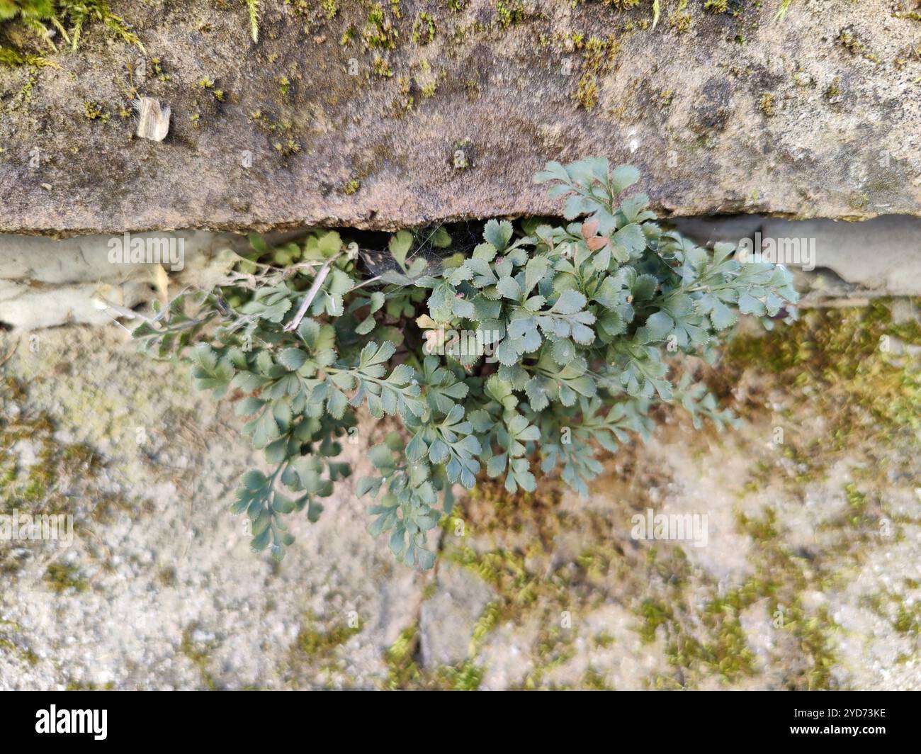 wall-rue (Asplenium ruta-muraria Stock Photo - Alamy