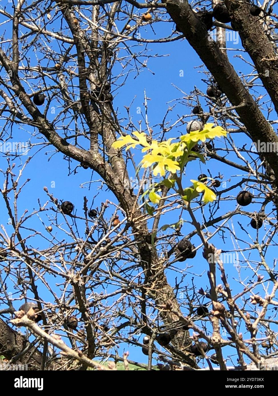 California Gall Wasp (Andricus quercuscalifornicus Stock Photo - Alamy