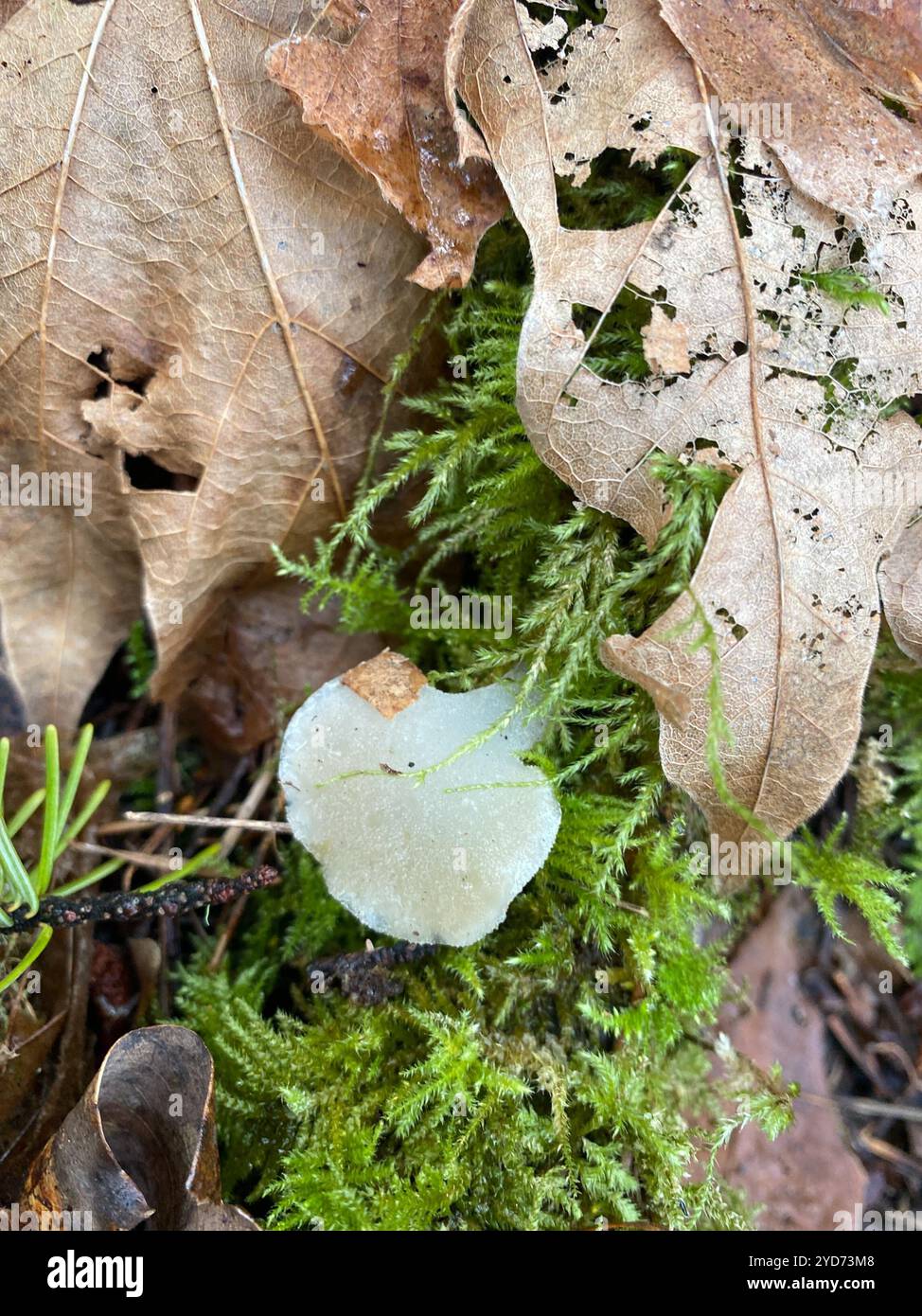Toothed Jelly Fungus (Pseudohydnum gelatinosum Stock Photo - Alamy