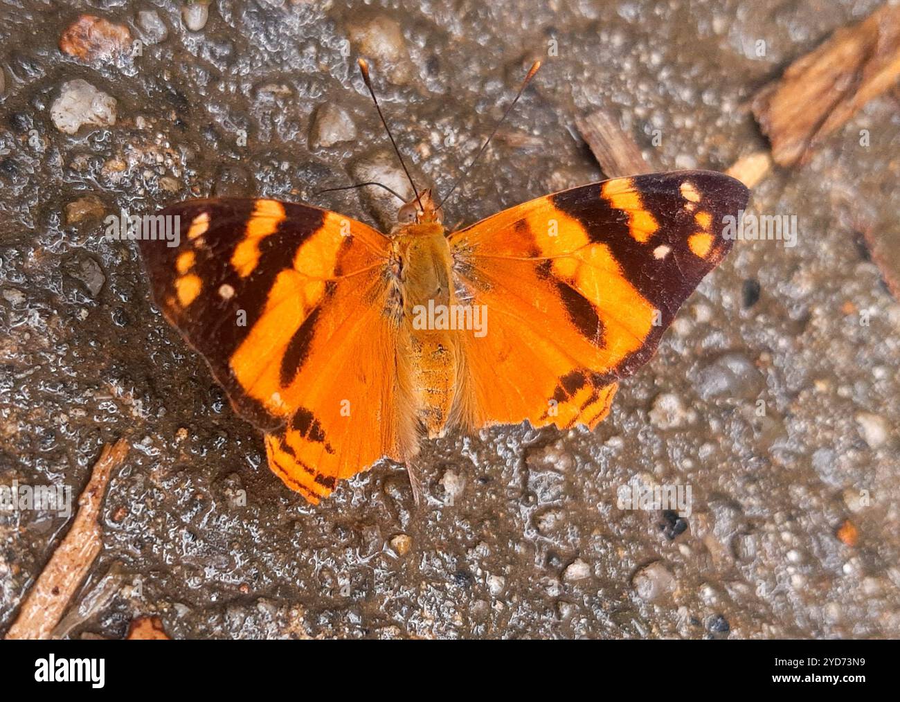 (Hypanartia lethe lethe Stock Photo - Alamy