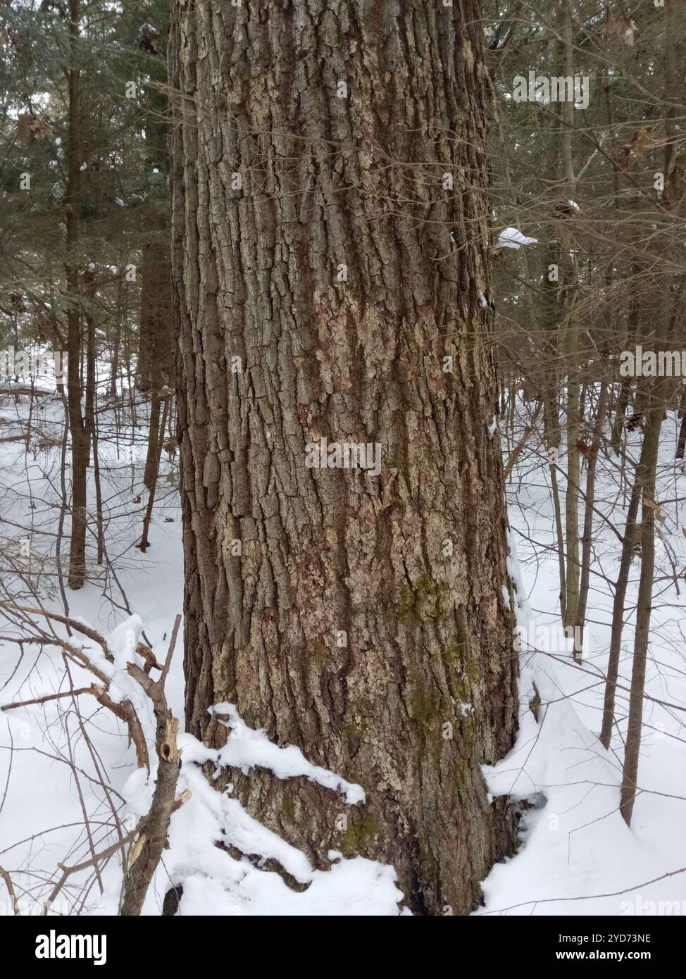 northern red oak (Quercus rubra Stock Photo - Alamy