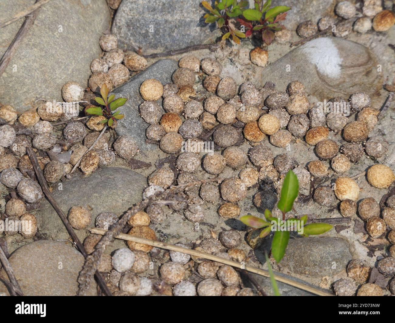 Taiwan Hare (Lepus sinensis formosus Stock Photo - Alamy