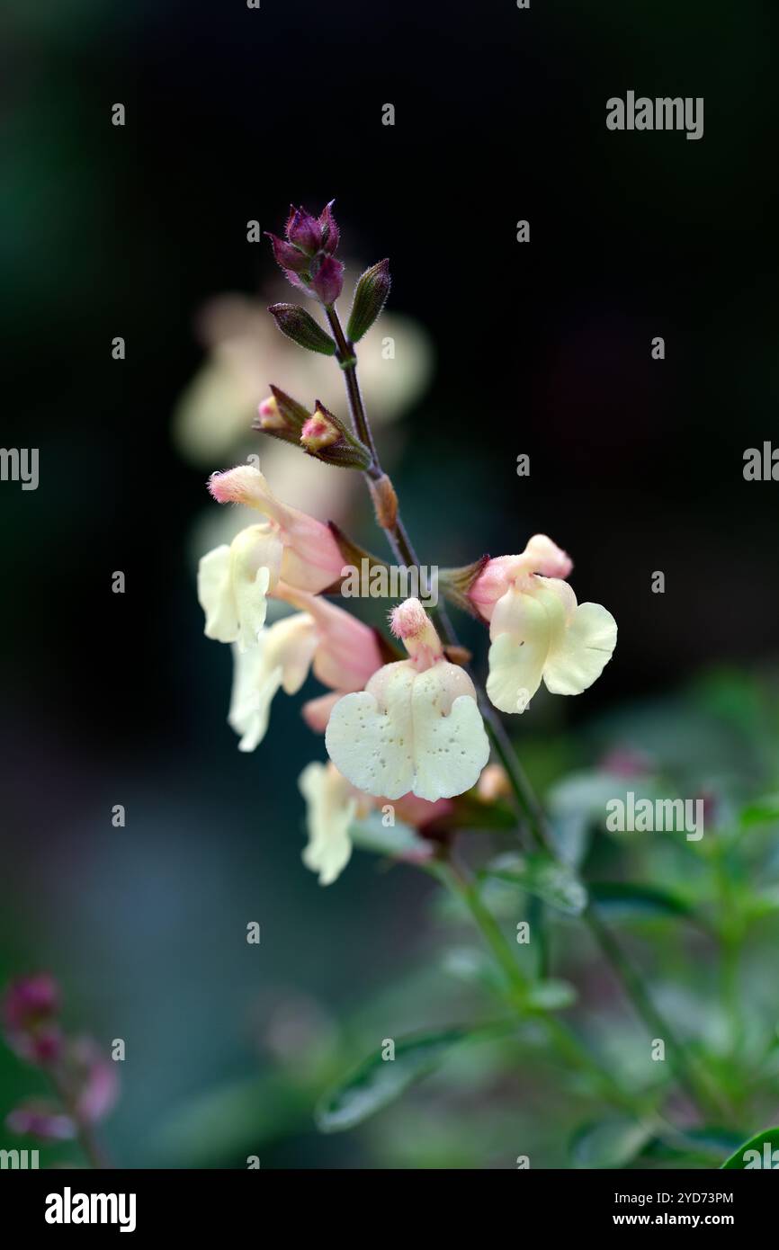 salvia harvest sunset,robust perennial salvia,bushy growth,golden ...