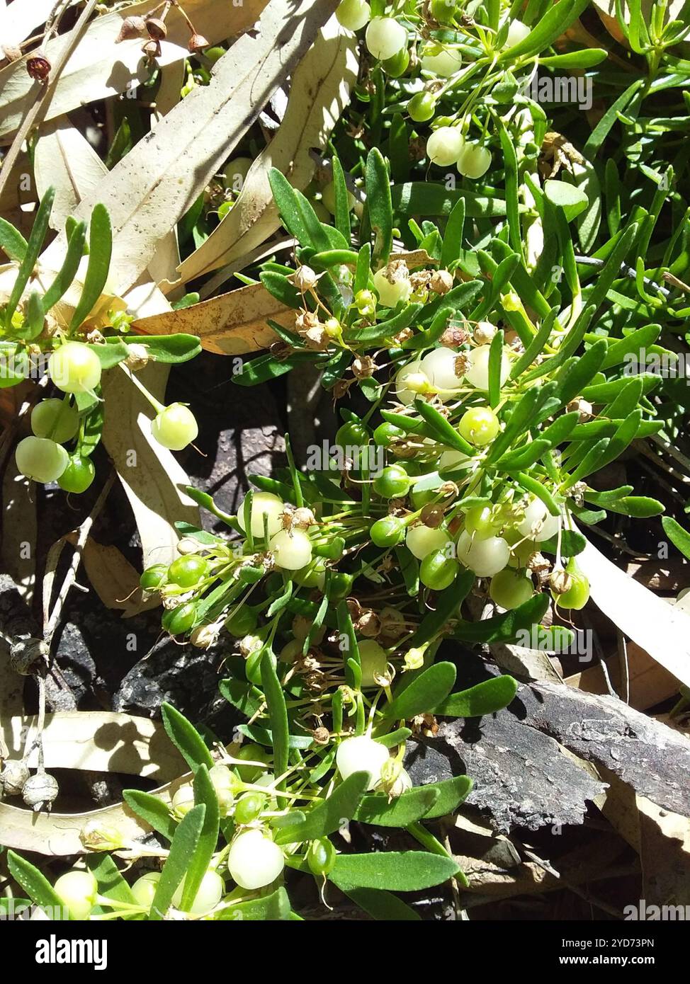 Creeping Myoporum (Myoporum parvifolium Stock Photo - Alamy