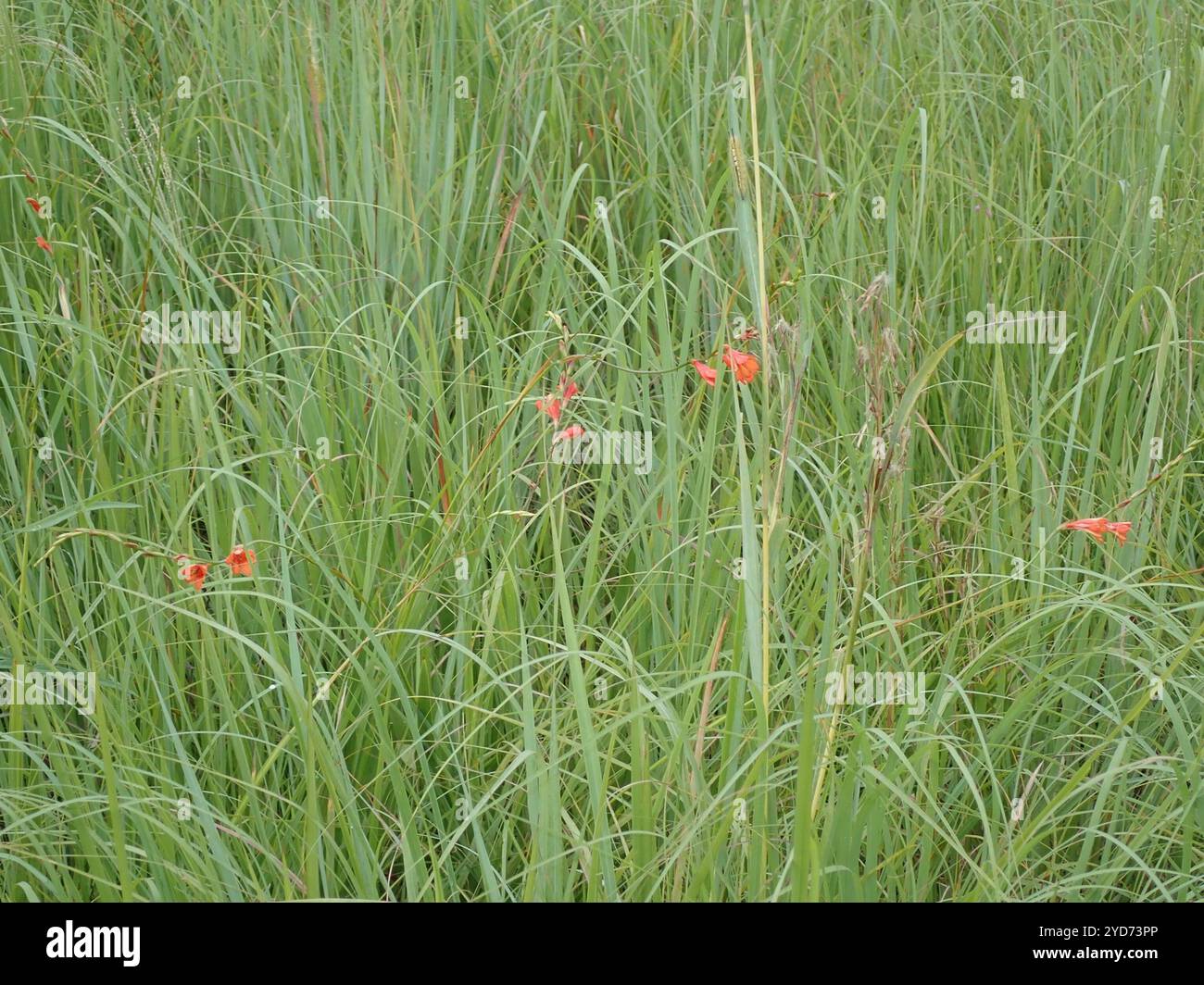Red Triton (Tritonia disticha Stock Photo - Alamy