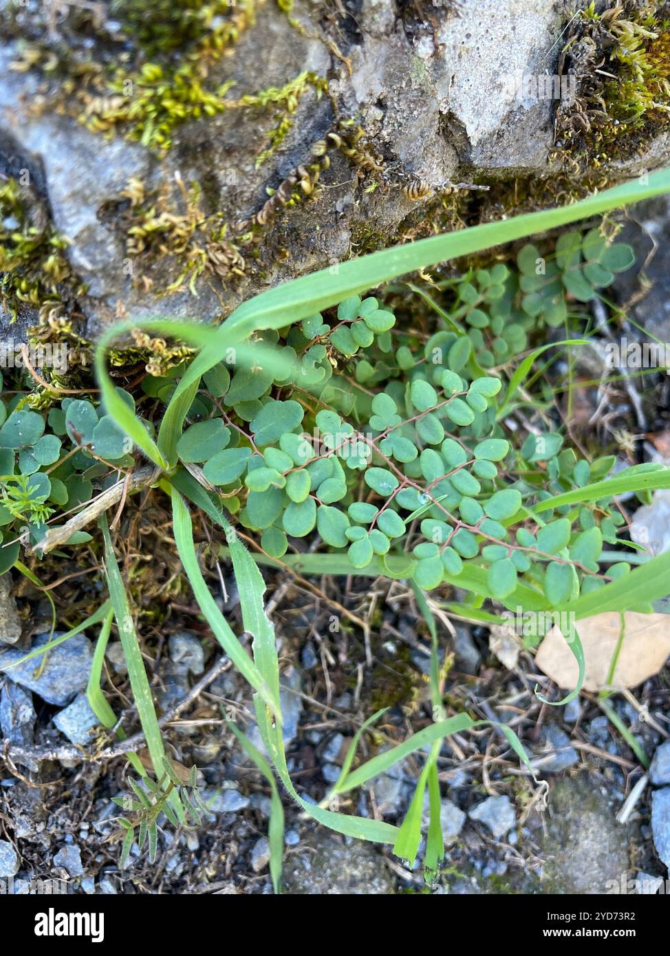 Coffee Fern (Pellaea andromedifolia Stock Photo - Alamy