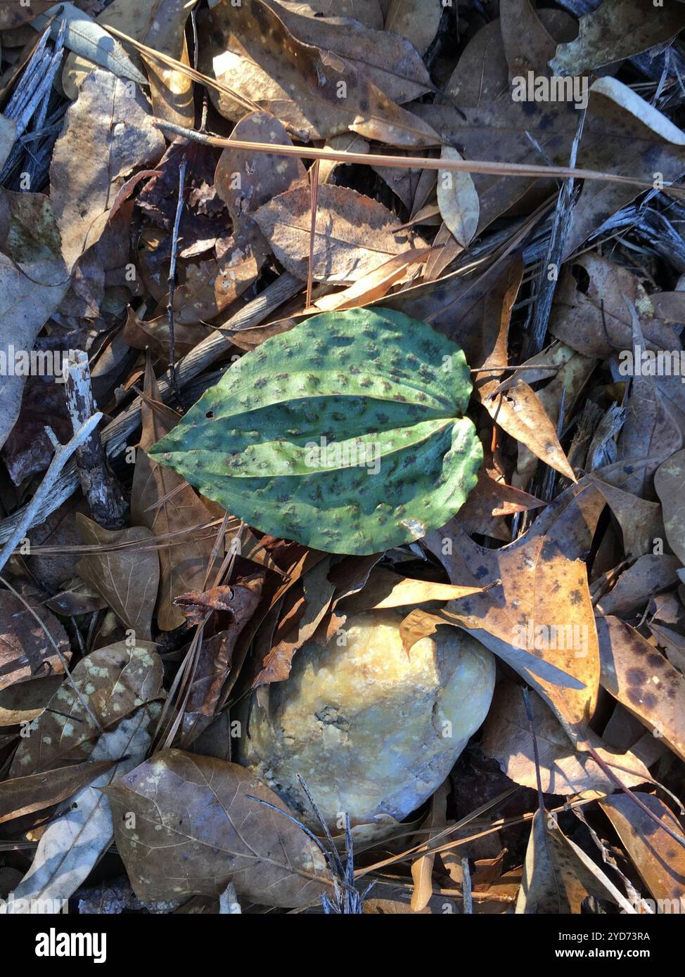 crane-fly orchid (Tipularia discolor Stock Photo - Alamy