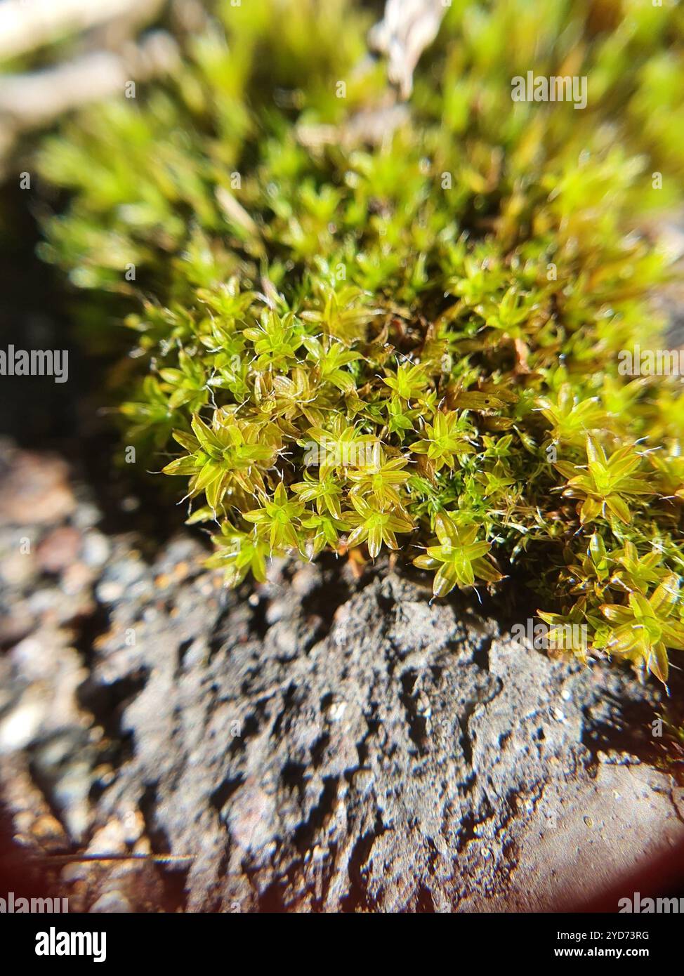 Star Moss (Syntrichia ruralis Stock Photo - Alamy