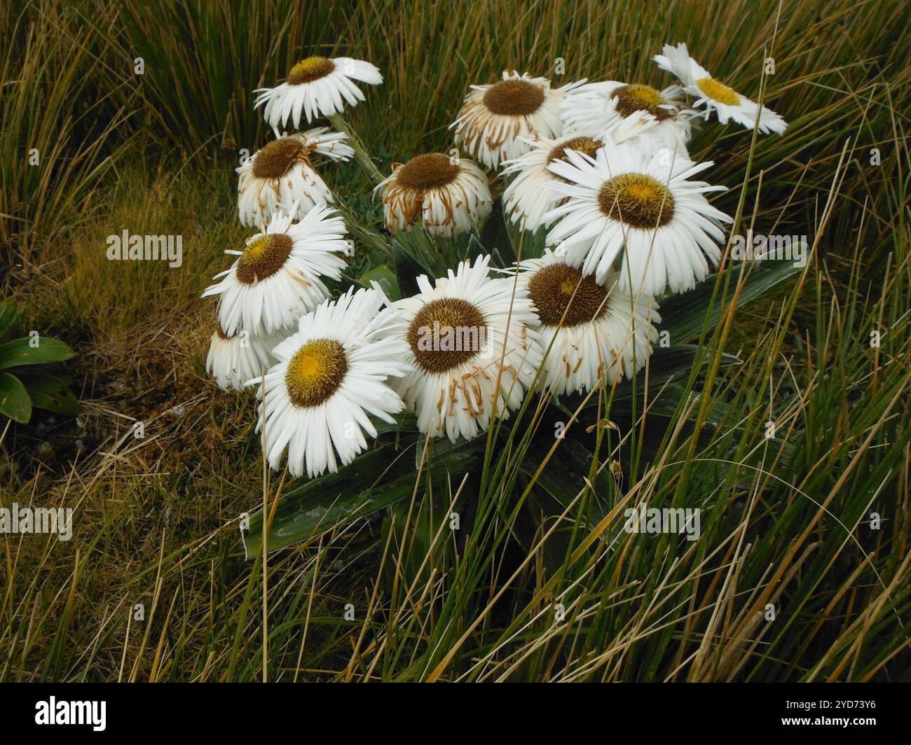 Large Mountain Daisy (Celmisia semicordata Stock Photo - Alamy