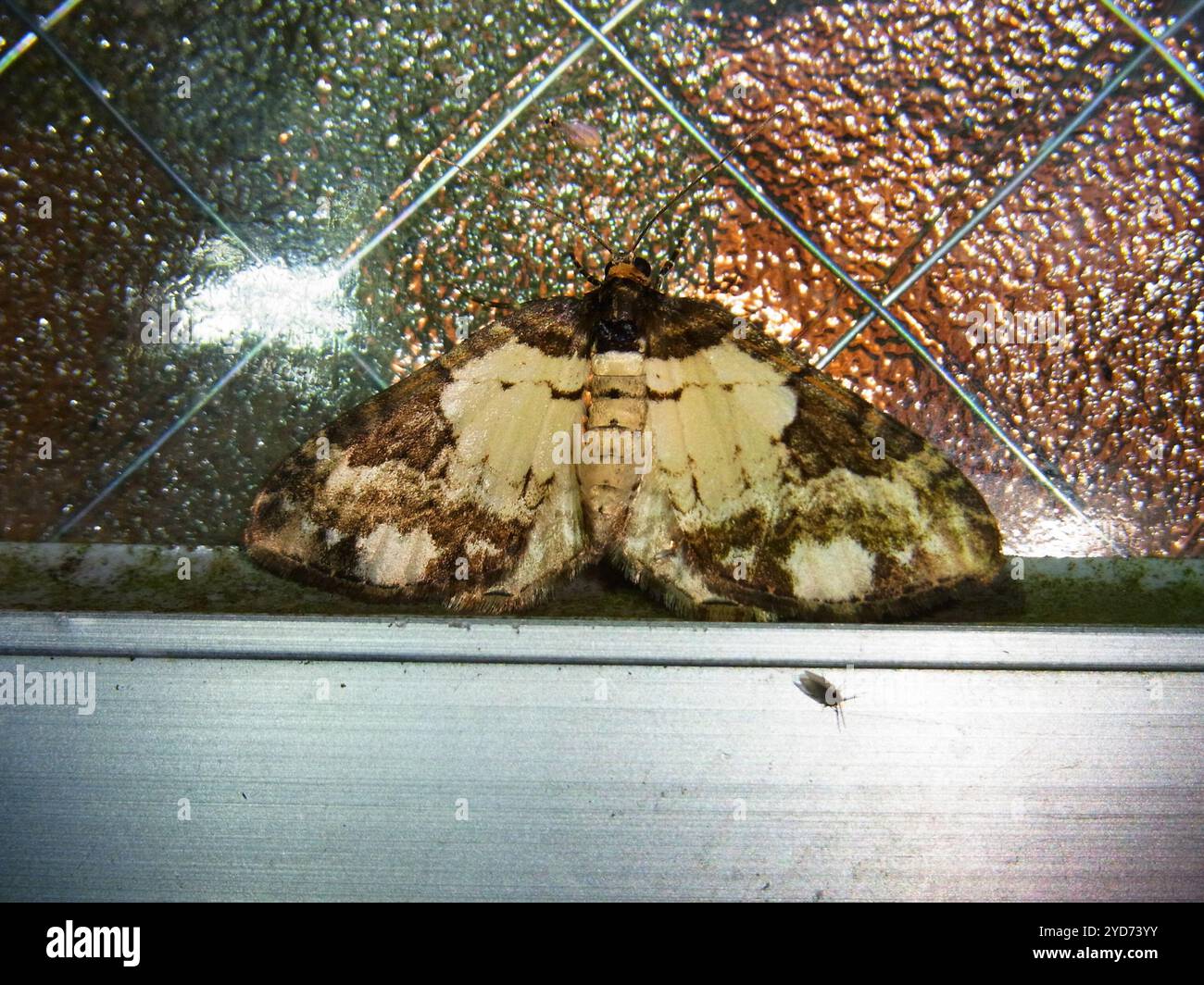 Melanthia hi-res stock photography and images - Alamy