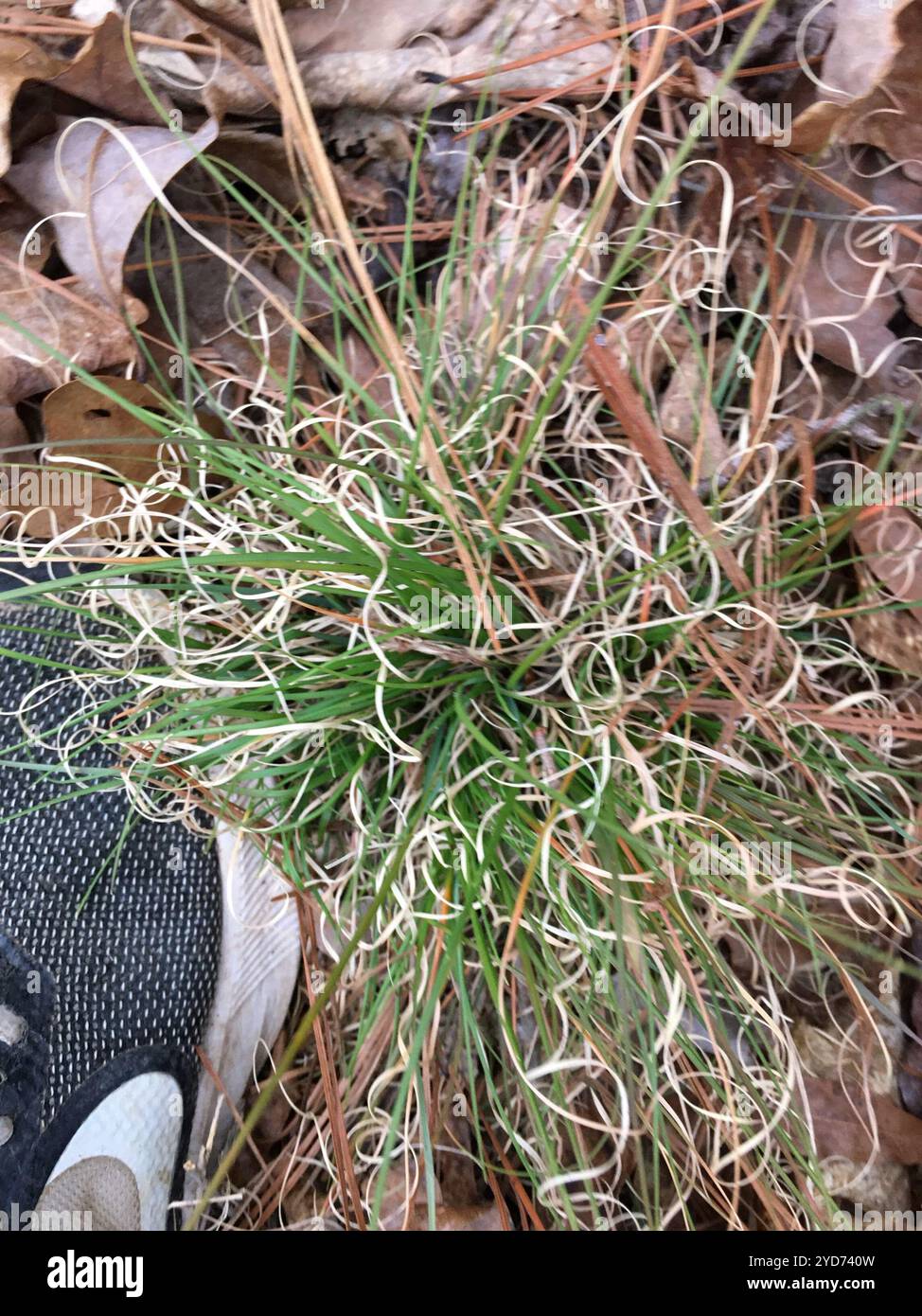 Poverty oatgrass (Danthonia spicata Stock Photo - Alamy