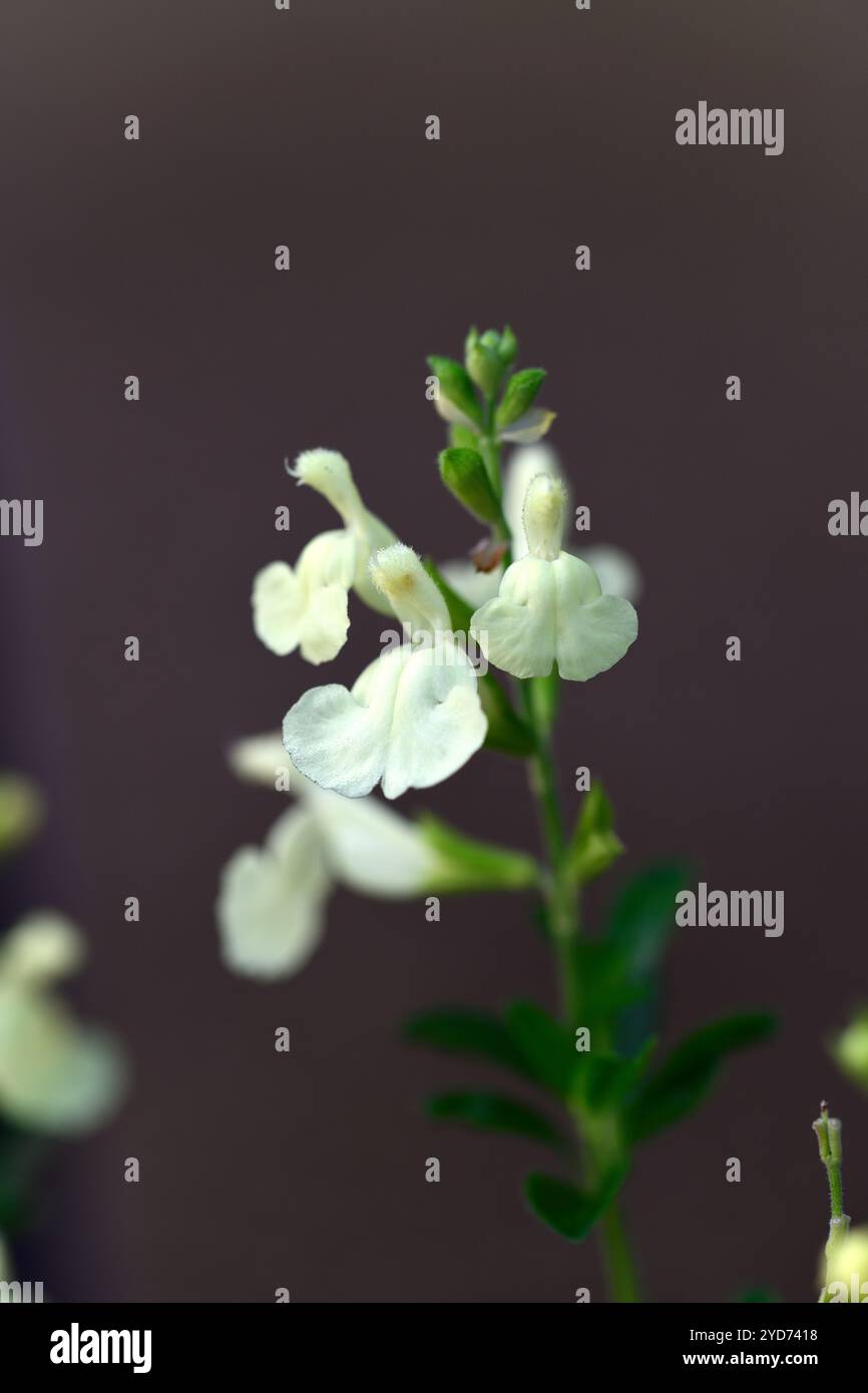 Salvia × jamensis lemon light,pale creamy yellow flowers,yellow blooms ...