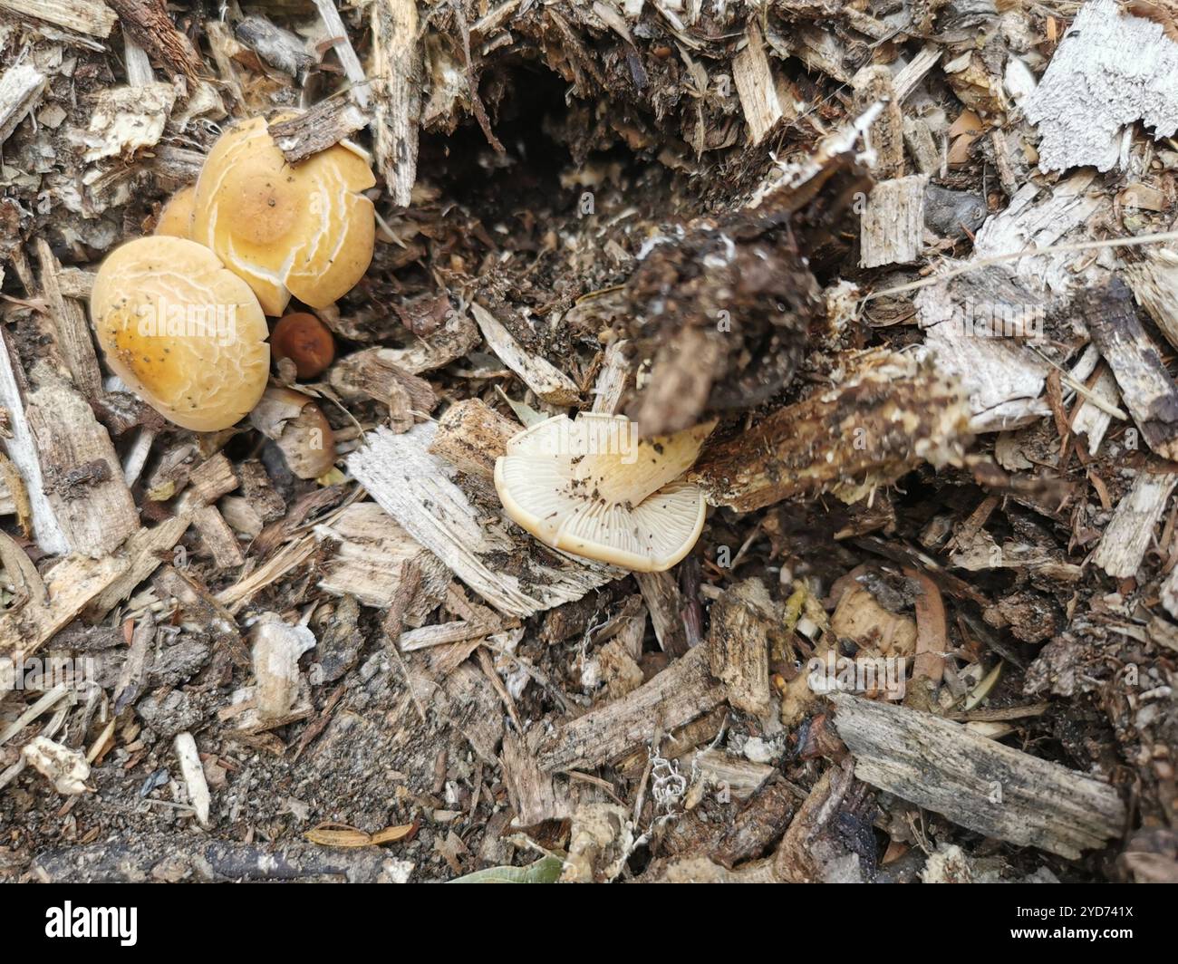 Mulch Fieldcap (Agrocybe putaminum Stock Photo - Alamy