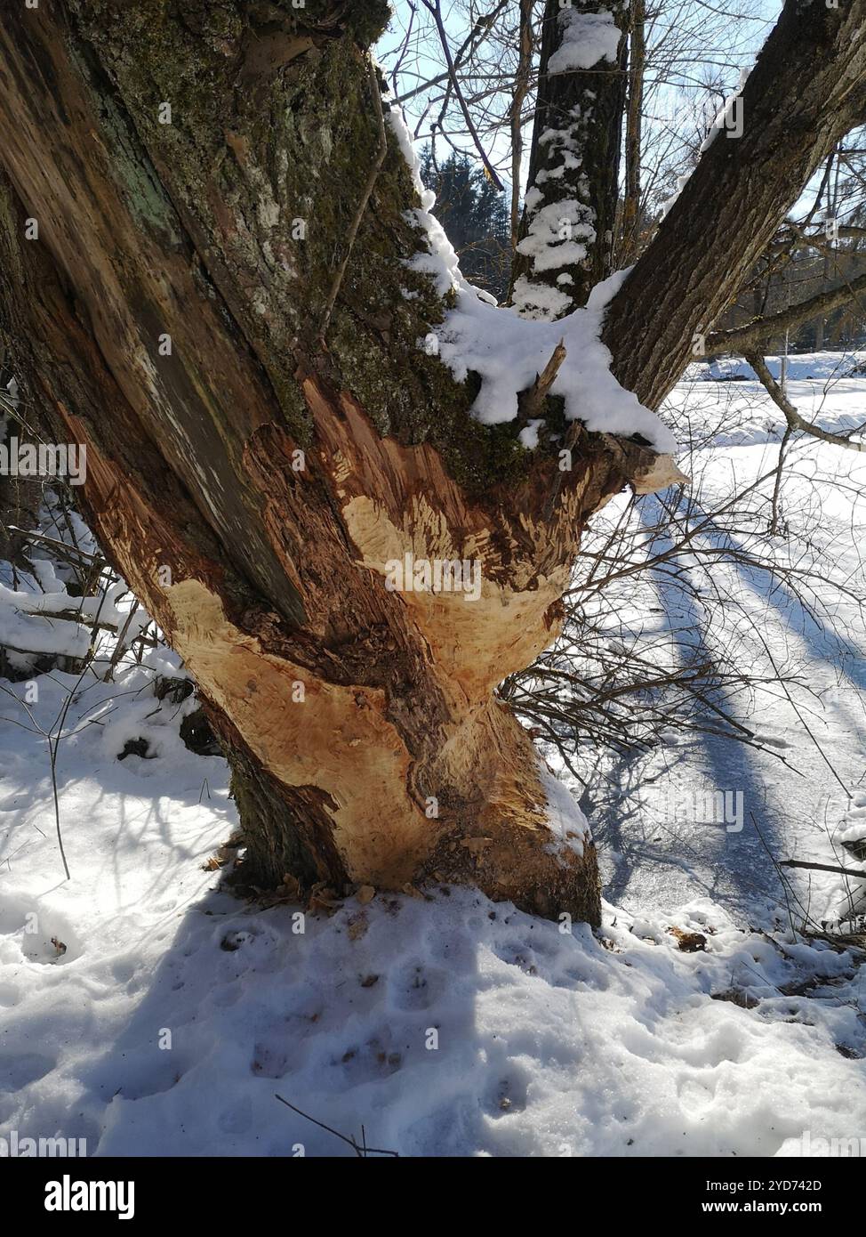 Eurasian Beaver (Castor fiber Stock Photo - Alamy