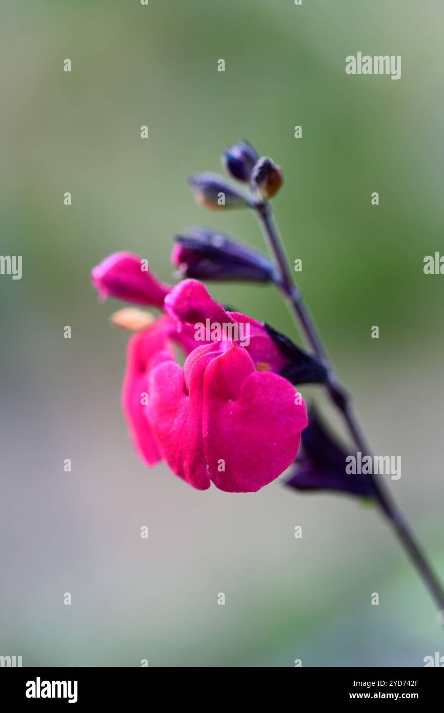 salvia jemmina's gem,shrubby perennial,scented foliage,pink blooms,pink ...