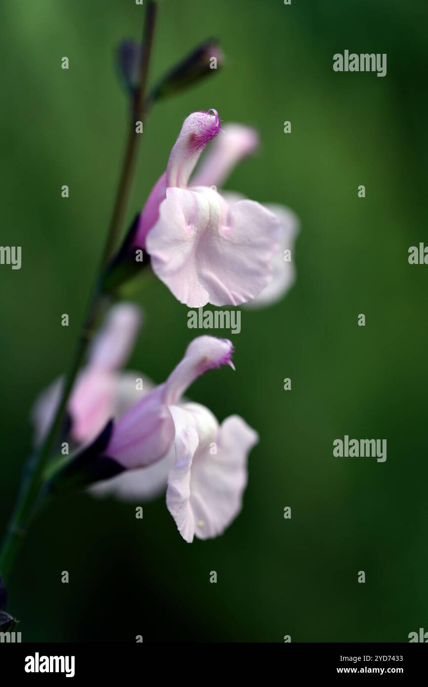 Salvia naomy tree hi-res stock photography and images - Alamy