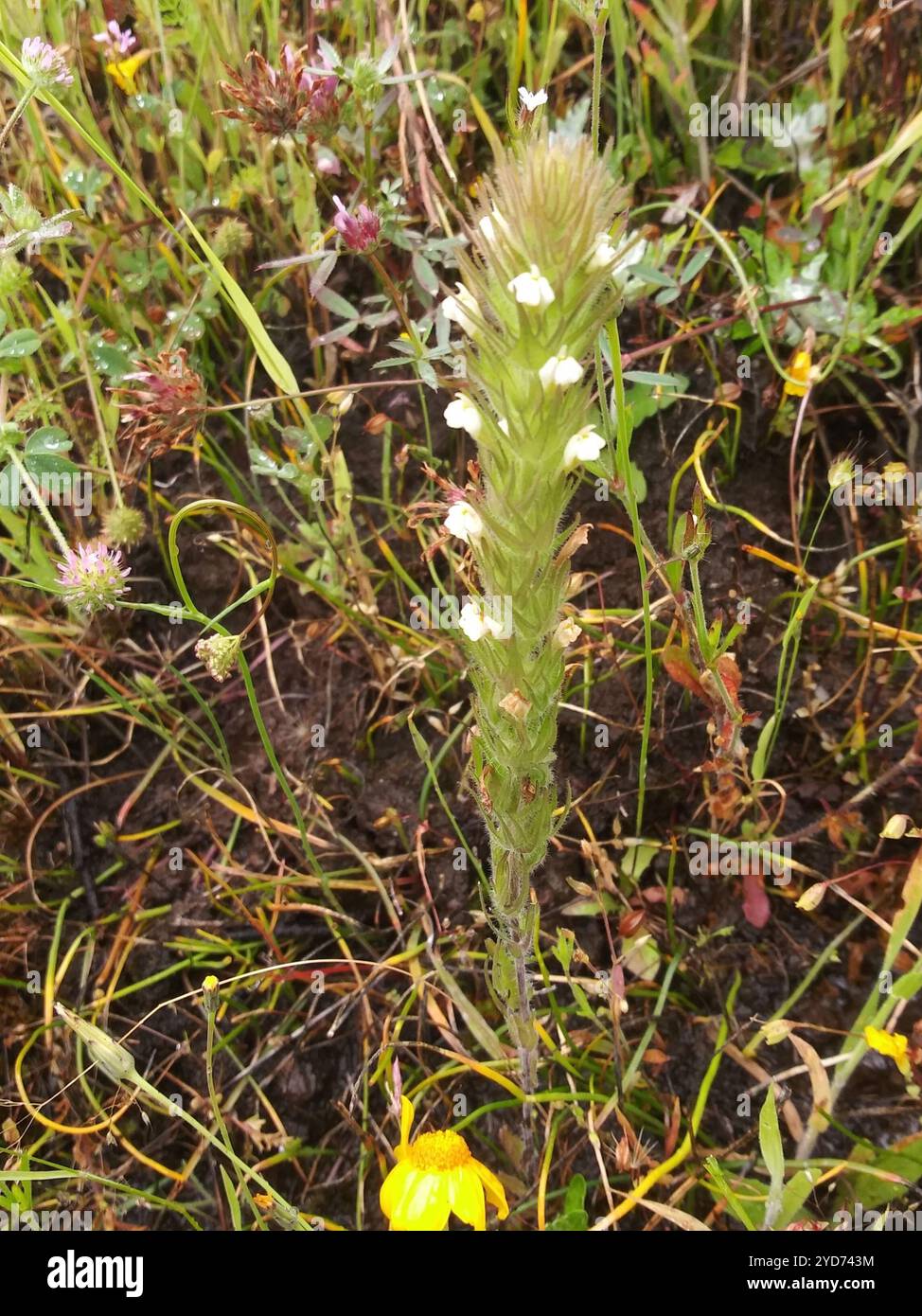 Hairy Indian Paintbrush (Castilleja tenuis Stock Photo - Alamy