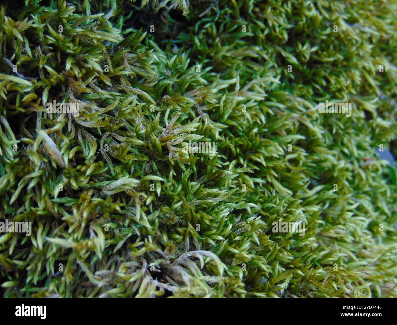 Silky Wall Feather-moss (Homalothecium sericeum Stock Photo - Alamy