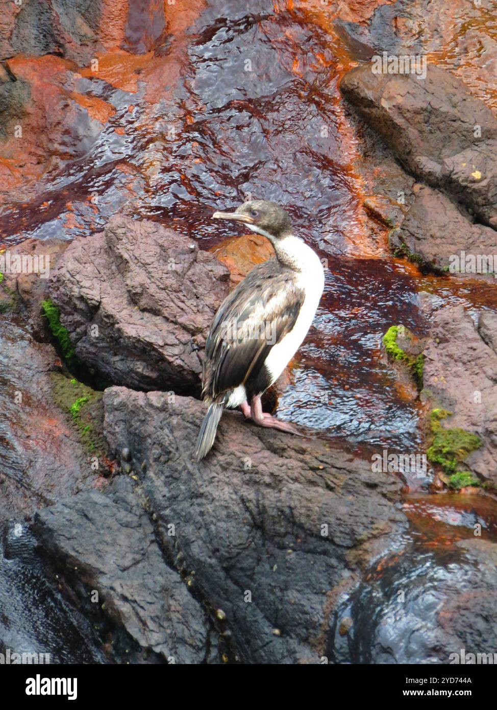 Auckland Island Shag (Leucocarbo colensoi Stock Photo - Alamy