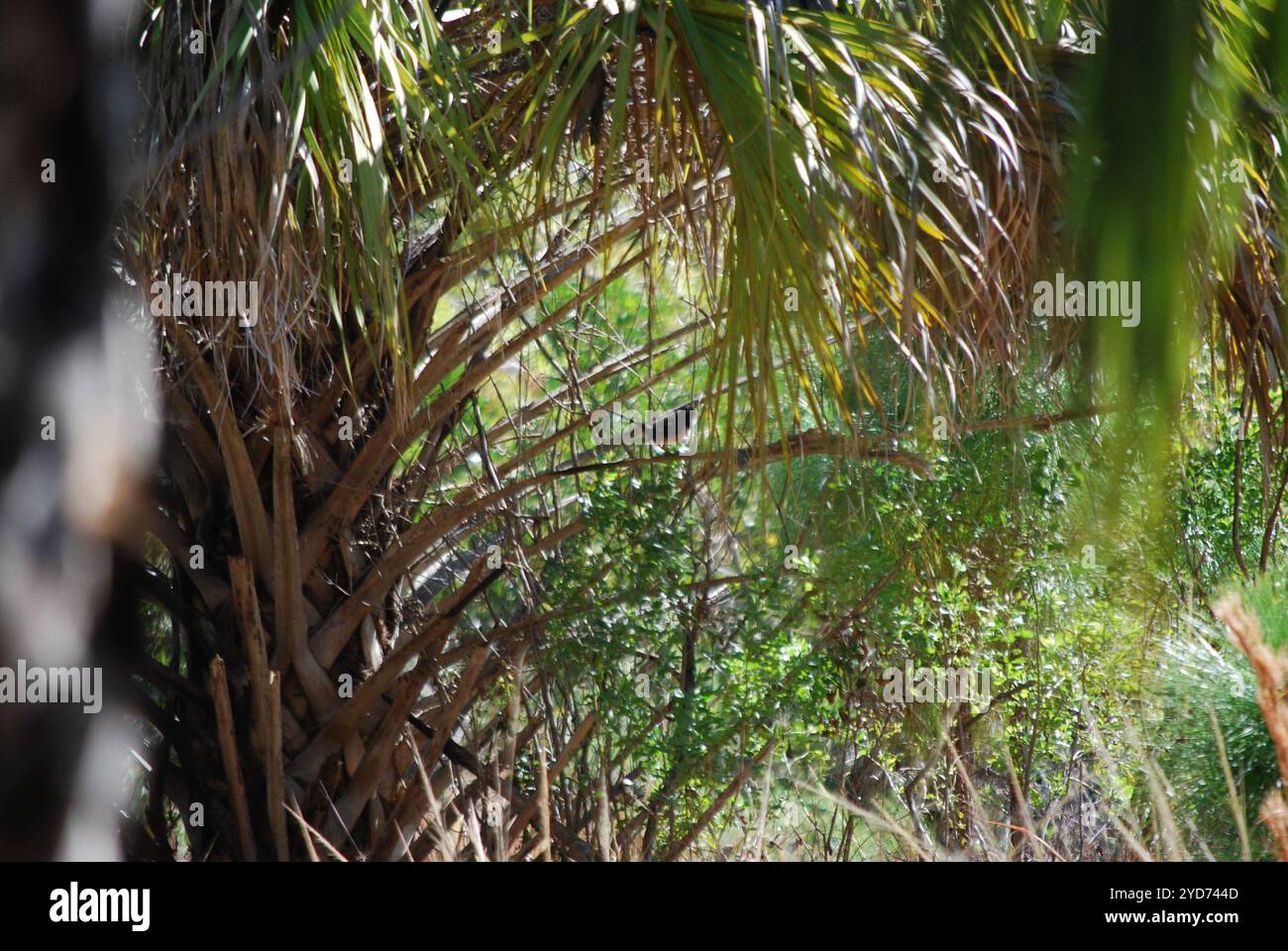 Eastern Towhee (Pipilo erythrophthalmus Stock Photo - Alamy