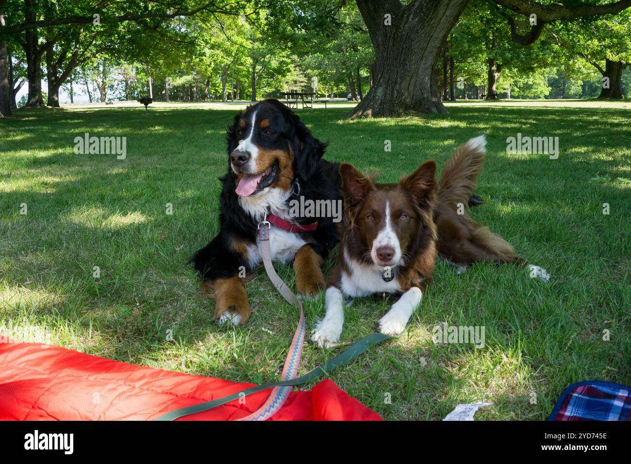 Canines together hi-res stock photography and images - Alamy