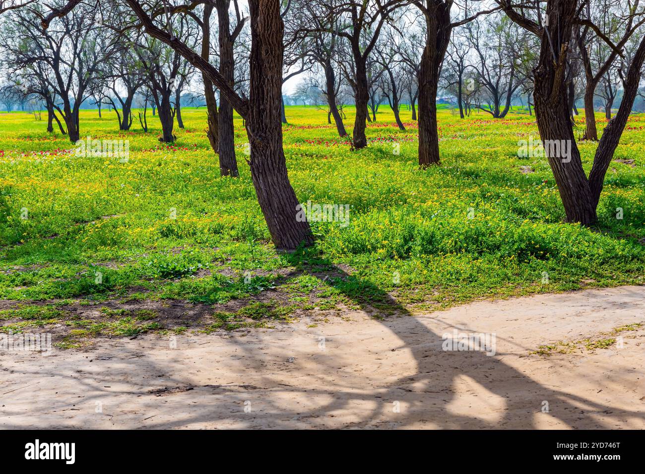 The paths among green grass Stock Photo - Alamy